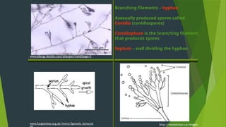 Overview of different microorganisms_3_noaudio.pptx