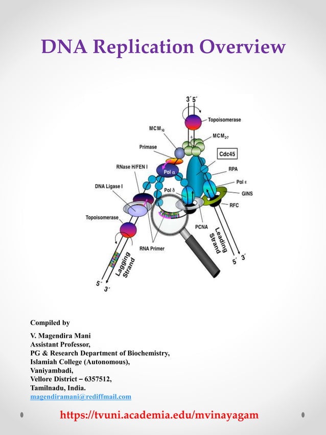 Overview of dna replication (prokaryotic & eukaryotic) | PDF
