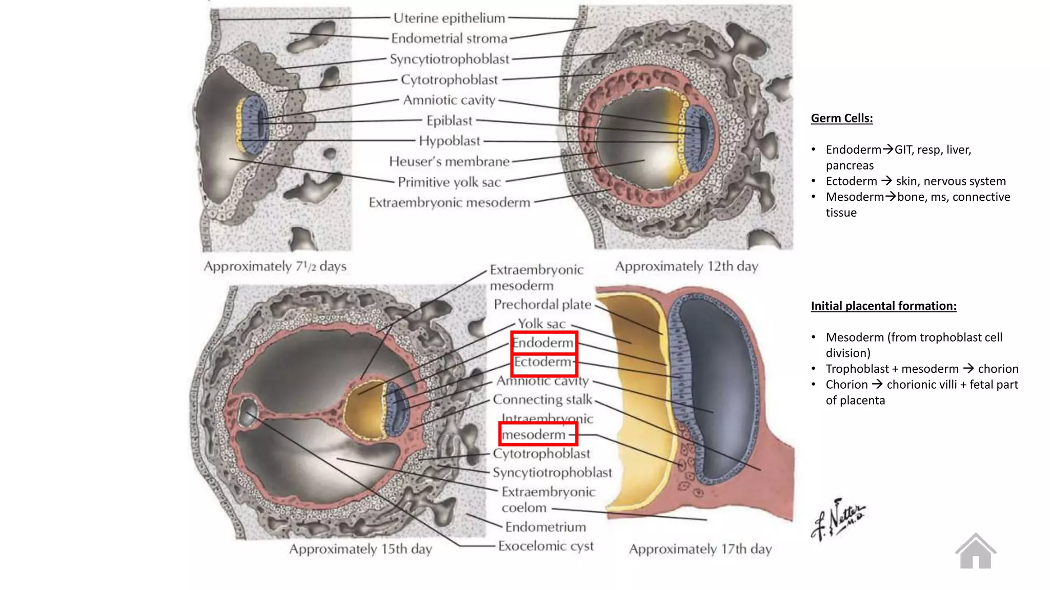 Overview of Embryology in the Reproductive System.pptx