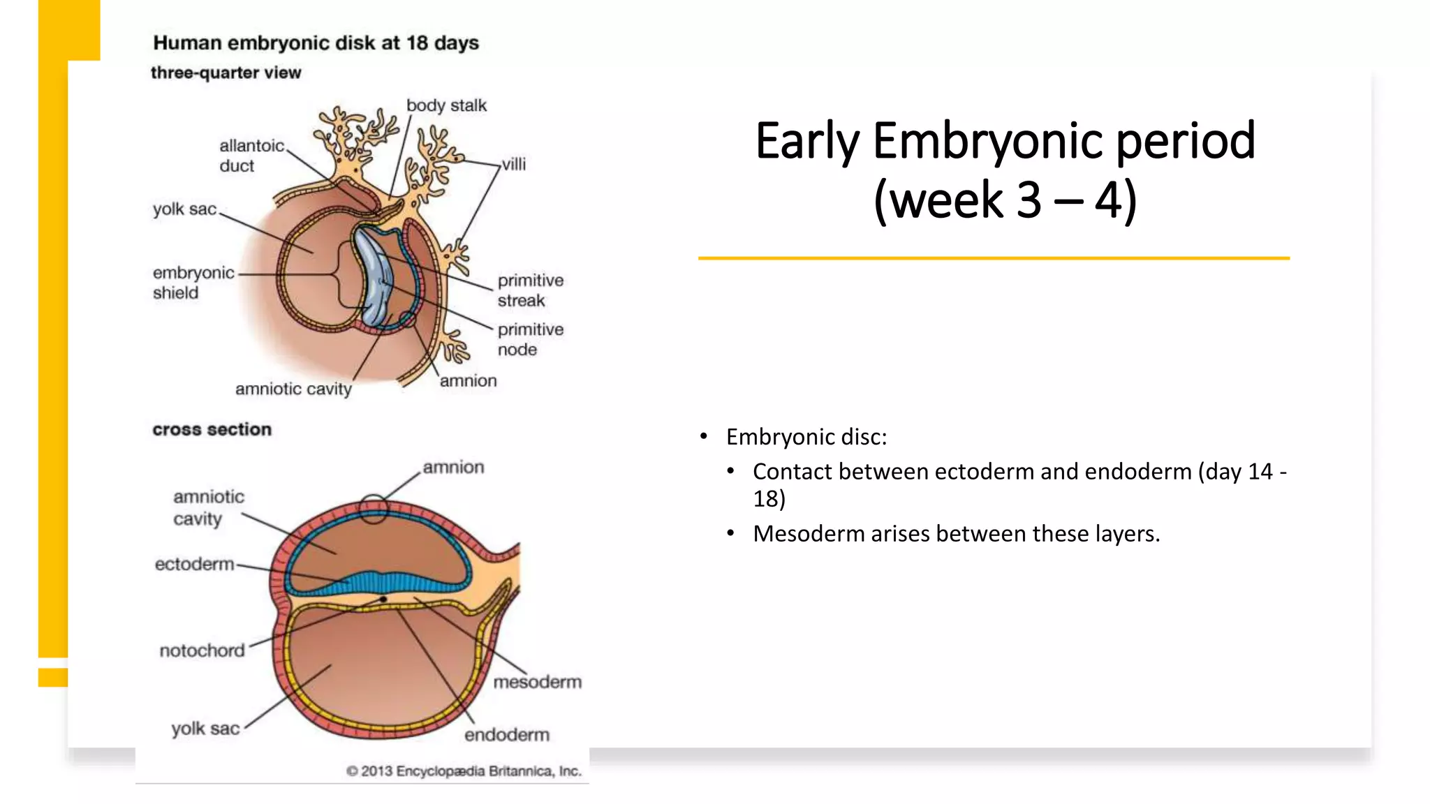 Overview of Embryology in the Reproductive System.pptx