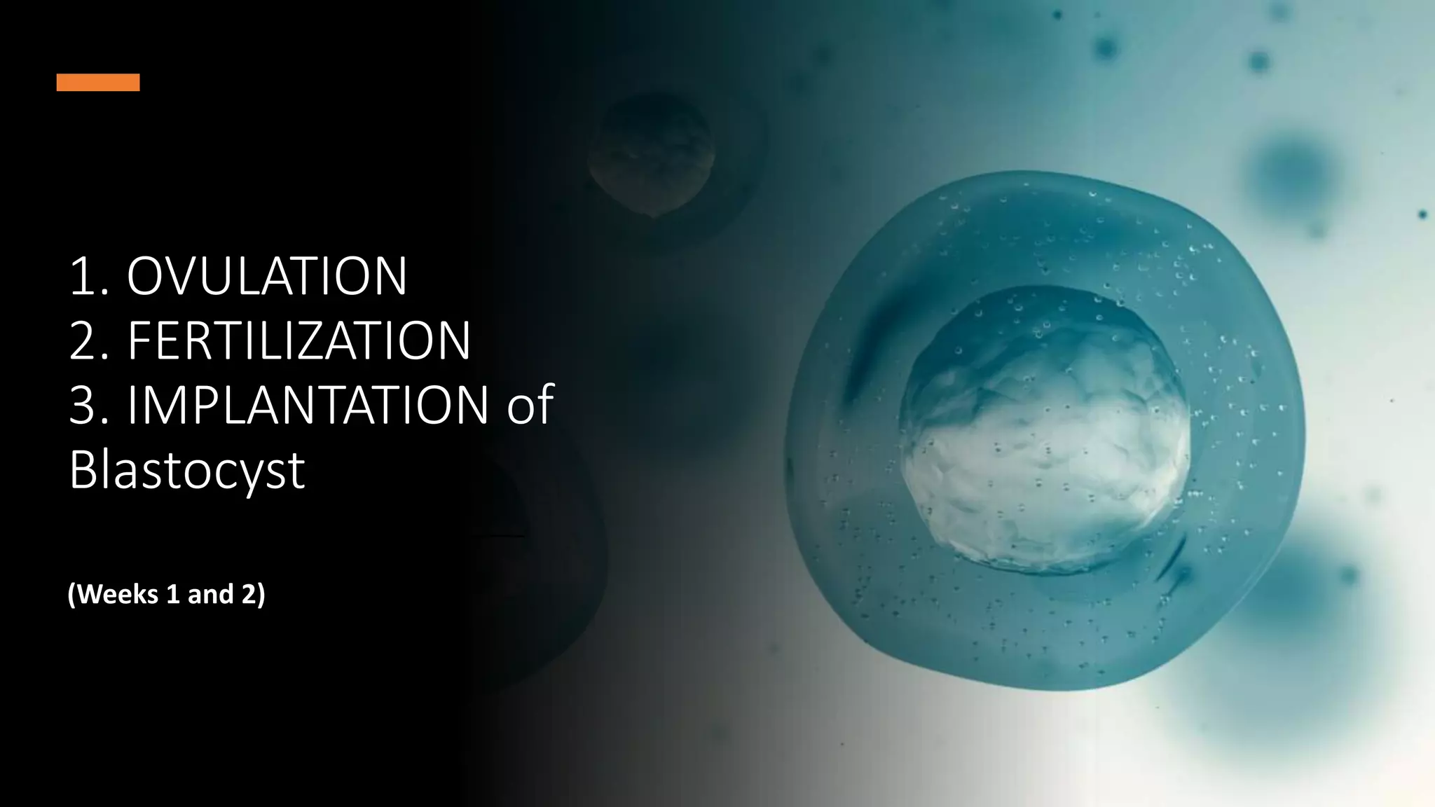Overview of Embryology in the Reproductive System.pptx