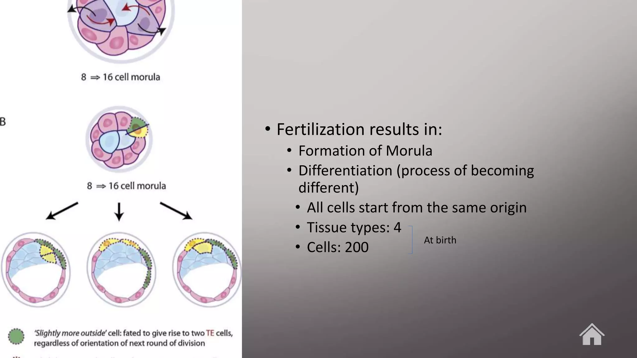 Overview of Embryology in the Reproductive System.pptx