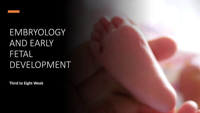 Overview of Embryology in the Reproductive System.pptx
