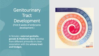 Overview of Embryology in the Reproductive System.pptx