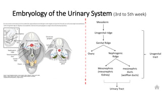 Overview of Embryology in the Reproductive System.pptx
