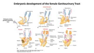 Overview of Embryology in the Reproductive System.pptx