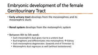 Overview of Embryology in the Reproductive System.pptx