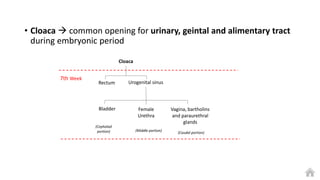 Overview of Embryology in the Reproductive System.pptx