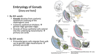 Overview of Embryology in the Reproductive System.pptx