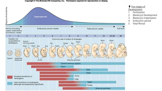 Overview of Embryology in the Reproductive System.pptx