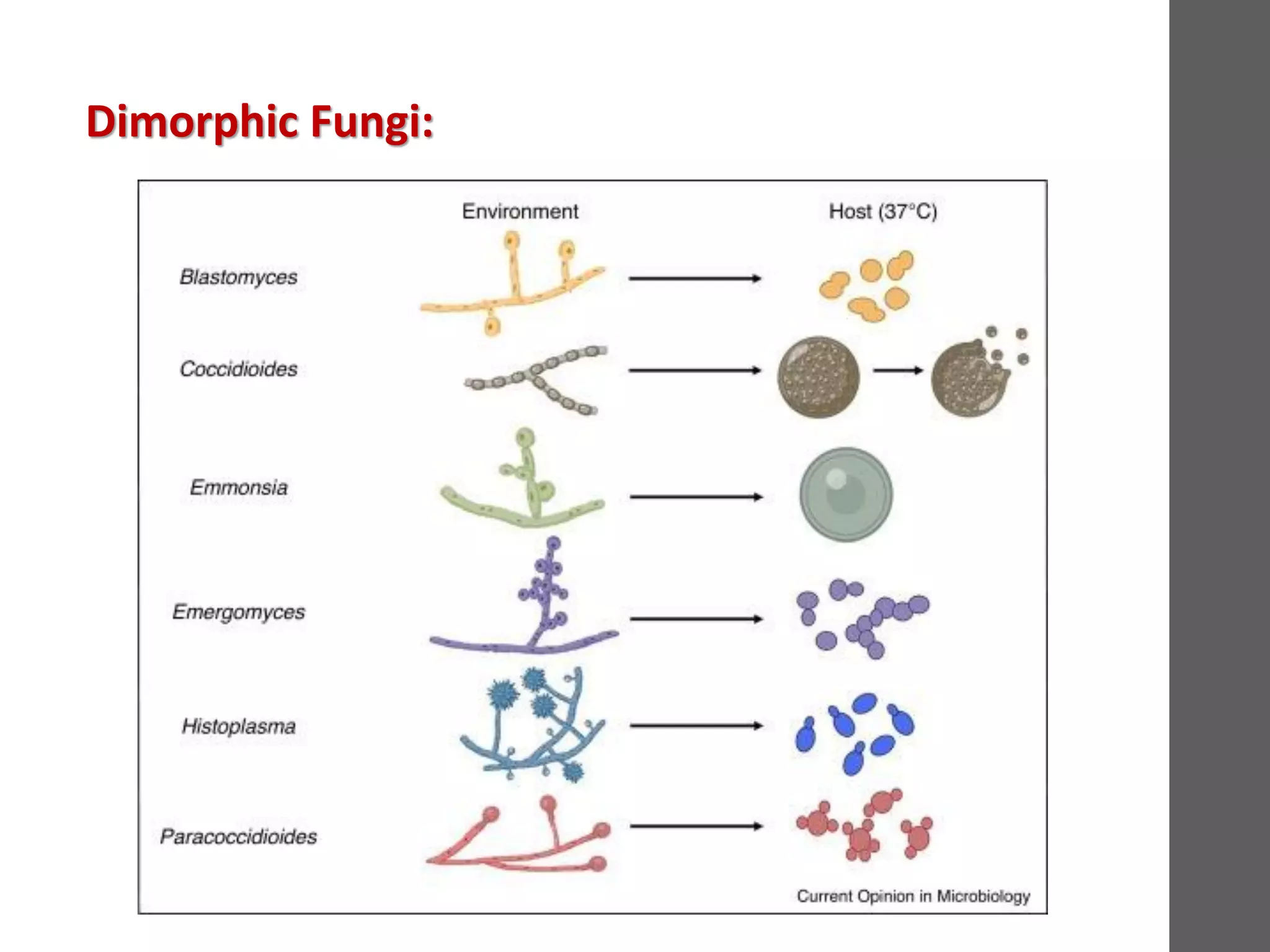 Overview of Fungal Infections | PDF