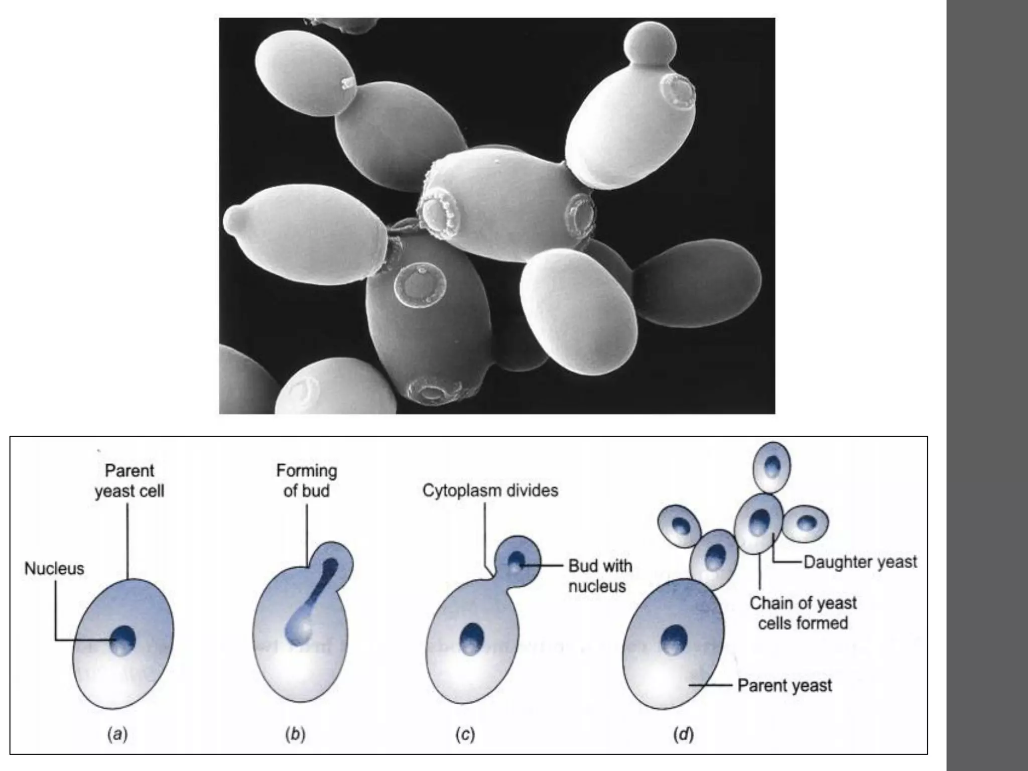 Overview of Fungal Infections | PDF