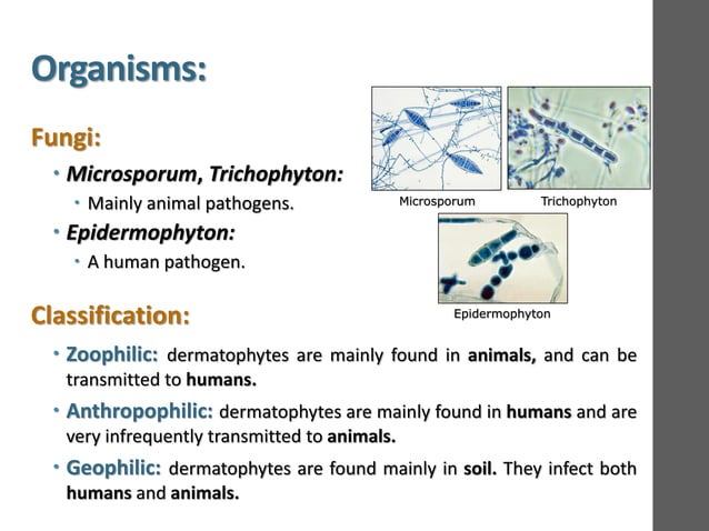 Overview of Fungal Infections | PDF | Skin and Dermatology | Diseases ...