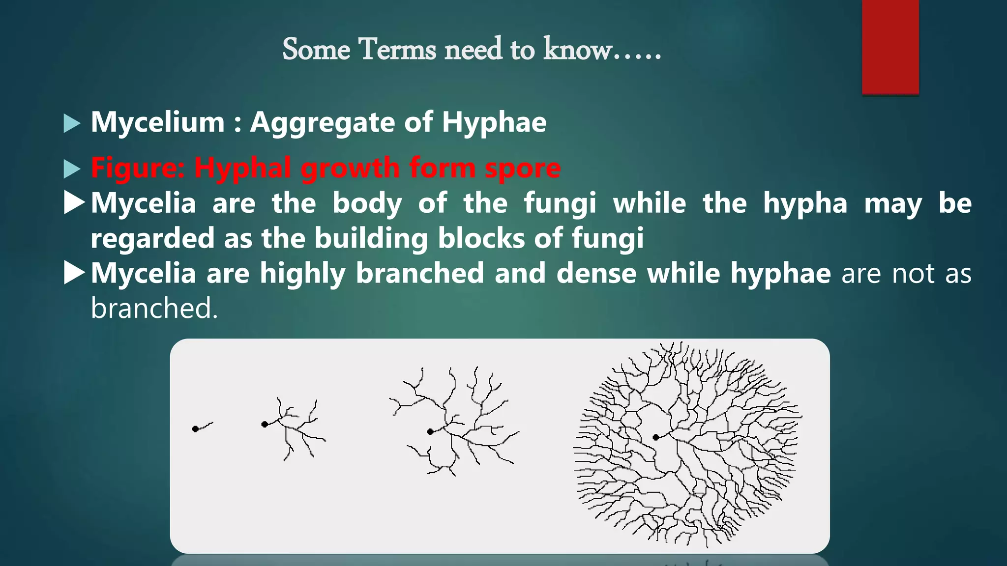 Overview of fungi | PPTX