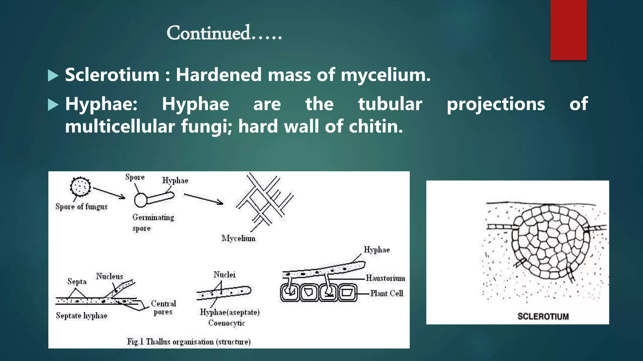 Overview of fungi | PPTX