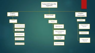 Overview of fungi | PPTX