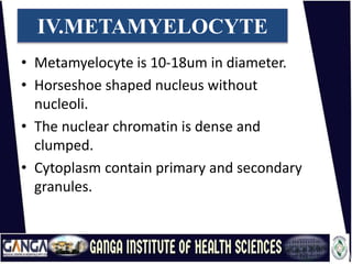 OVER VIEW OF HAEMATOPOIESIS.pptx