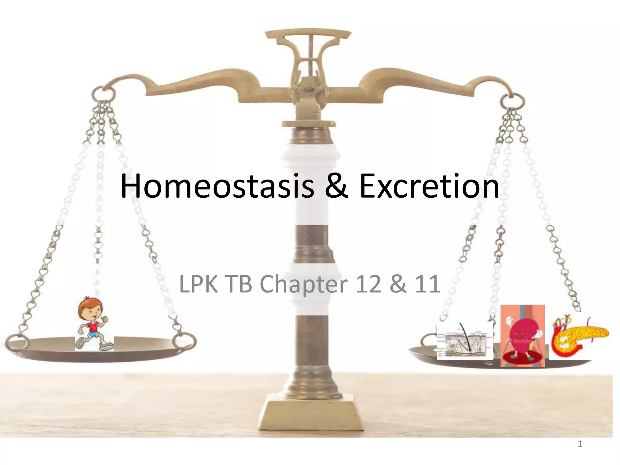 Overview of homeostasis & excretion | PPTX