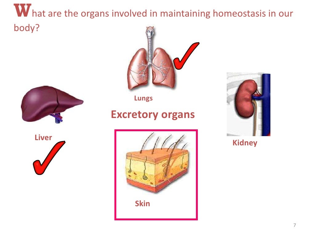 Overview of homeostasis & excretion