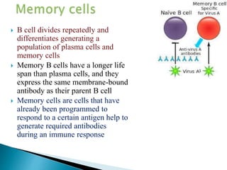 Overview of immune response | PPTX