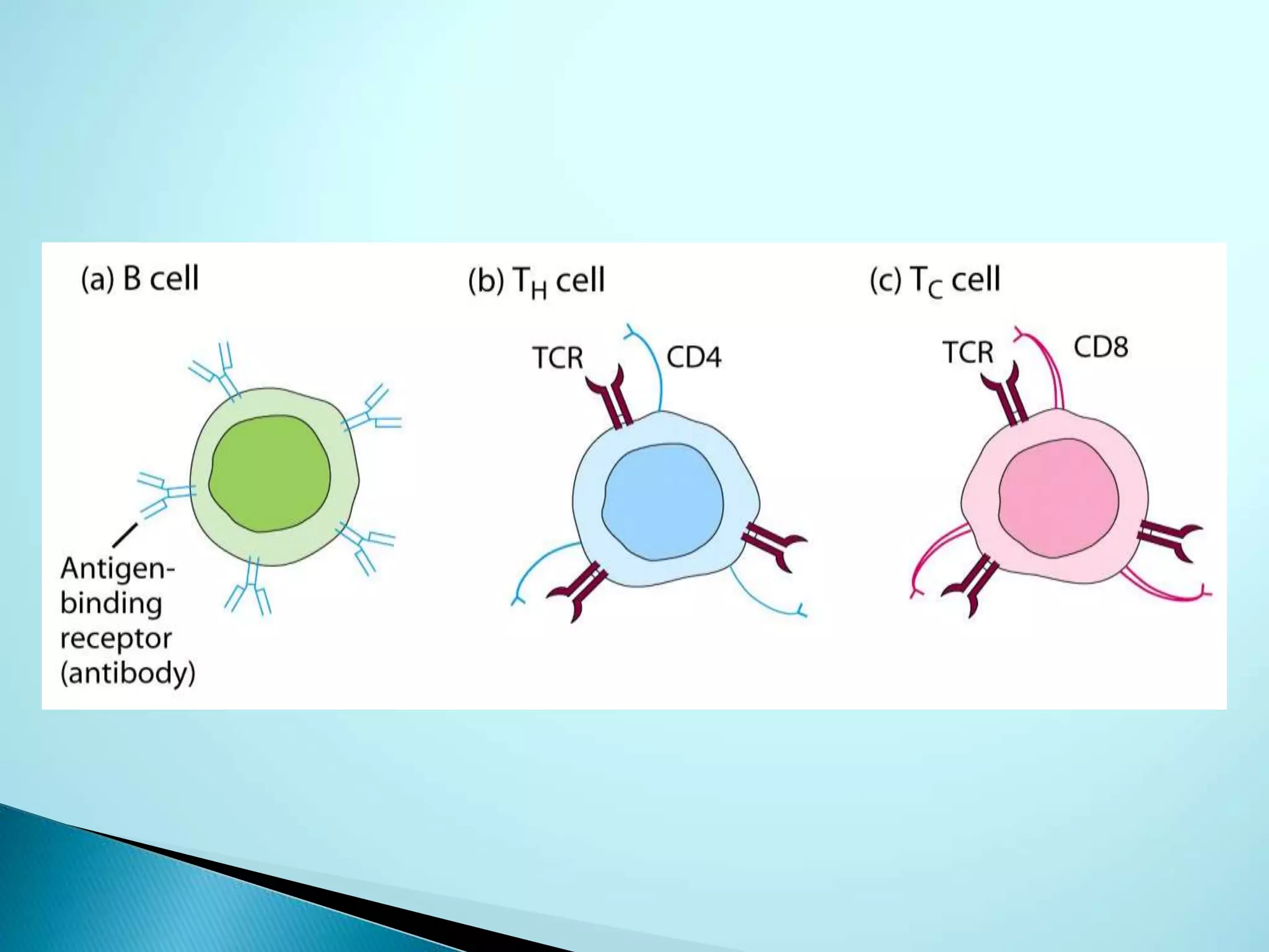 Overview of immune system ppt.ppt