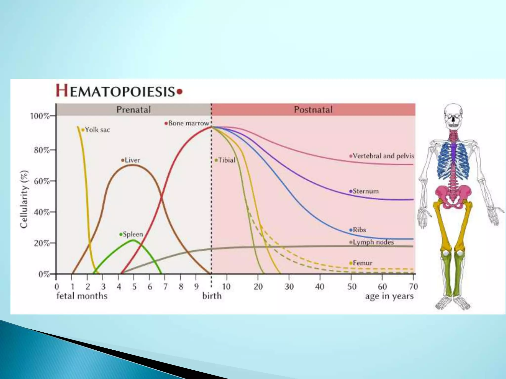 Overview of immune system ppt.ppt | Blood Disorders | Diseases and ...