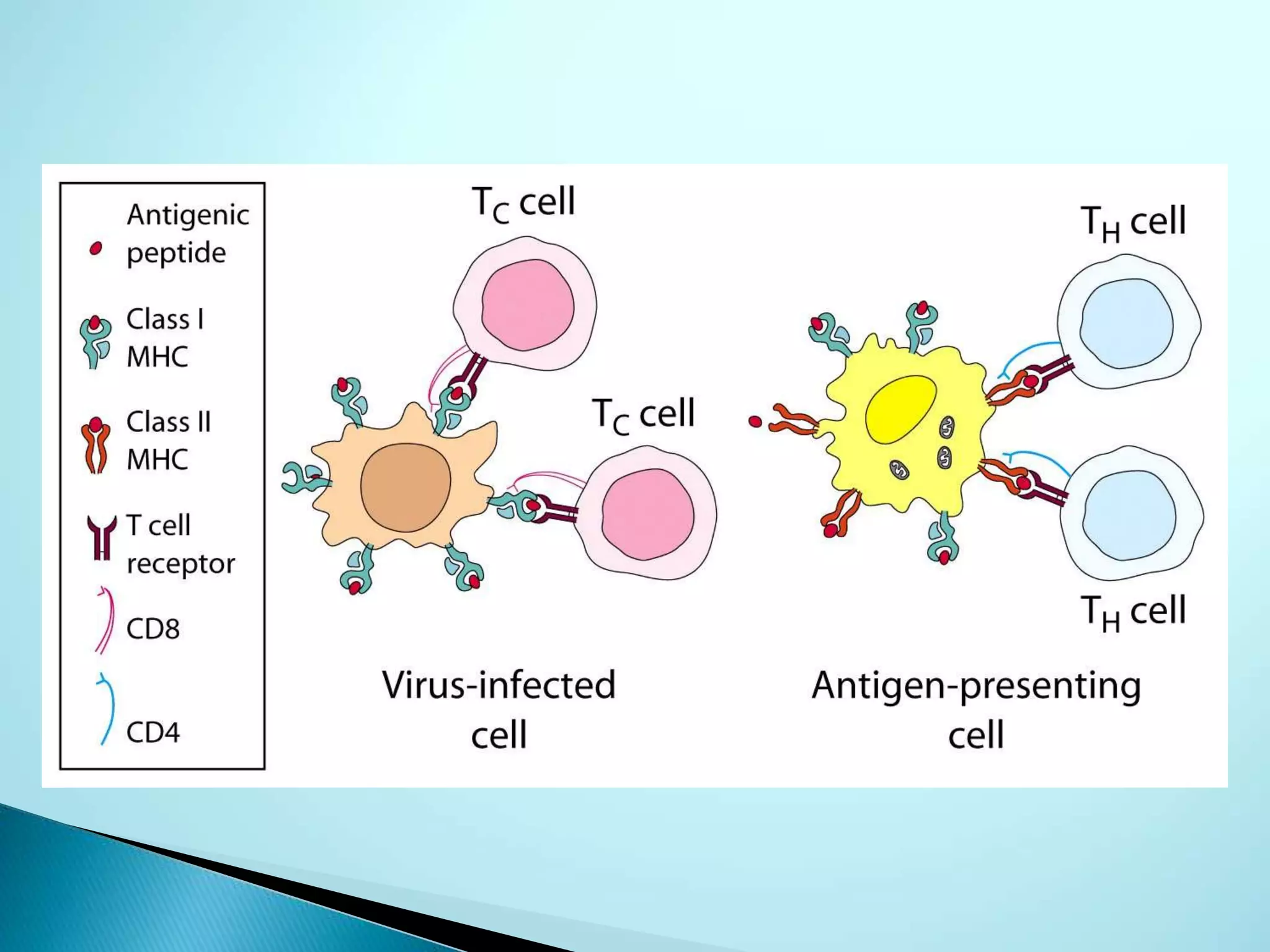 Overview of immune system ppt.ppt