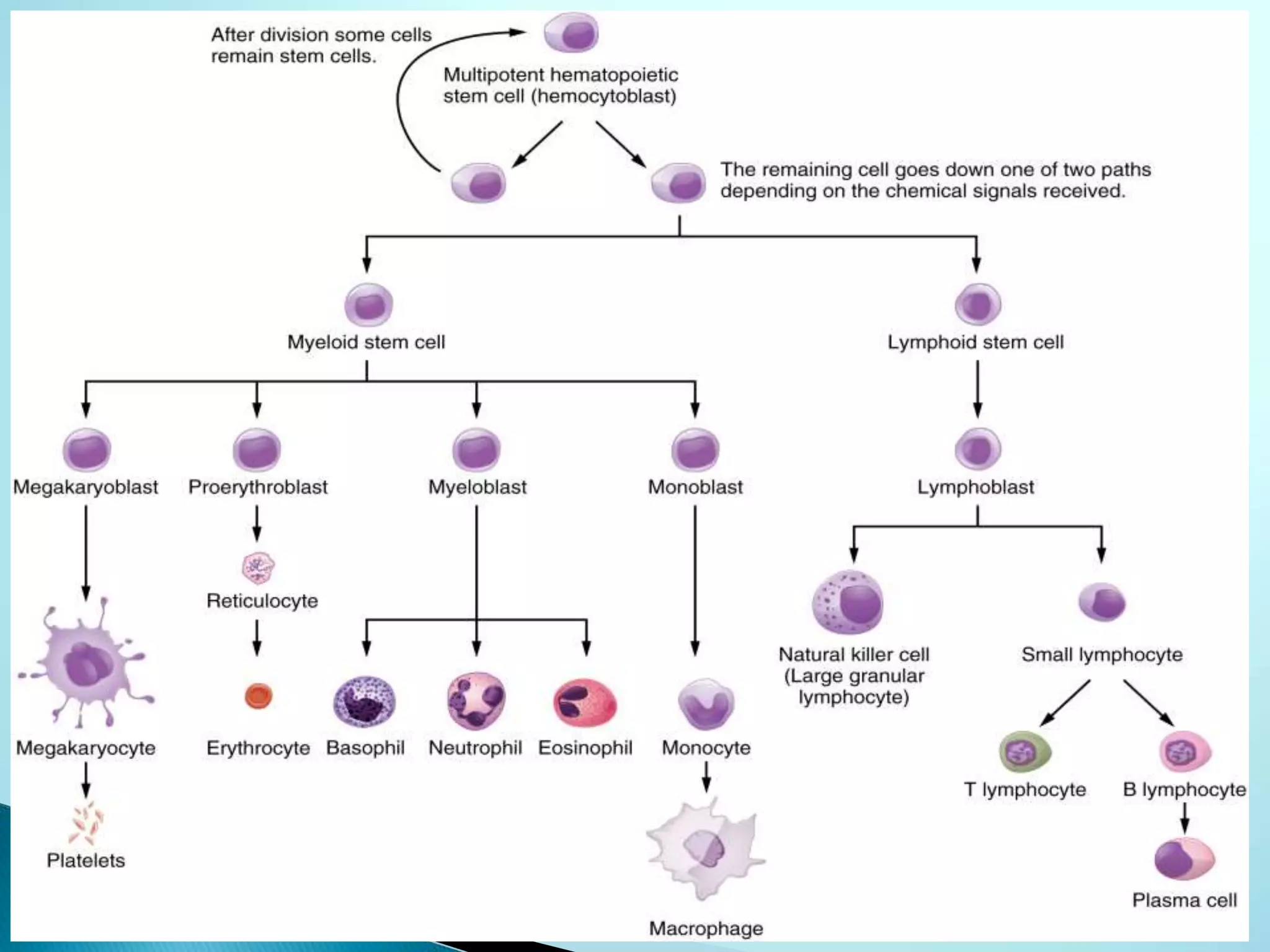 Overview of immune system ppt.ppt | Blood Disorders | Diseases and Conditions