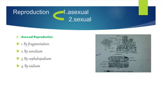 Overview of lichens | PPTX