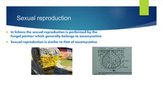 Overview of lichens | PPTX