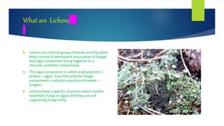 Overview of lichens | PPTX