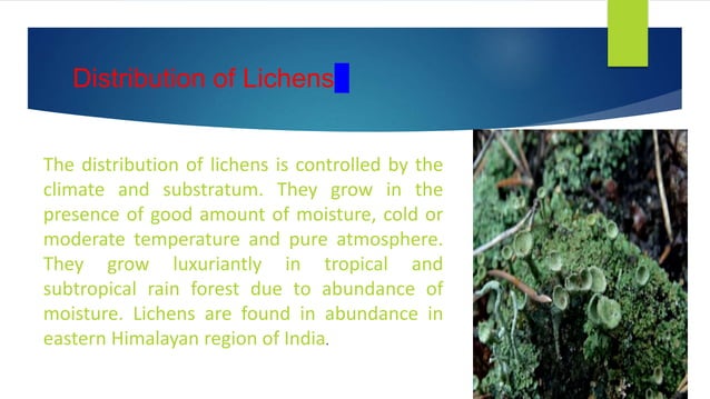 Overview of lichens | PPTX | Geography | Science