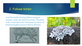 Overview of lichens | PPTX