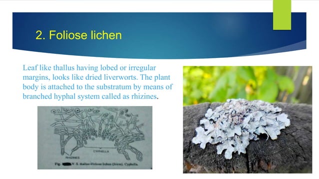 Overview of lichens | PPTX | Geography | Science