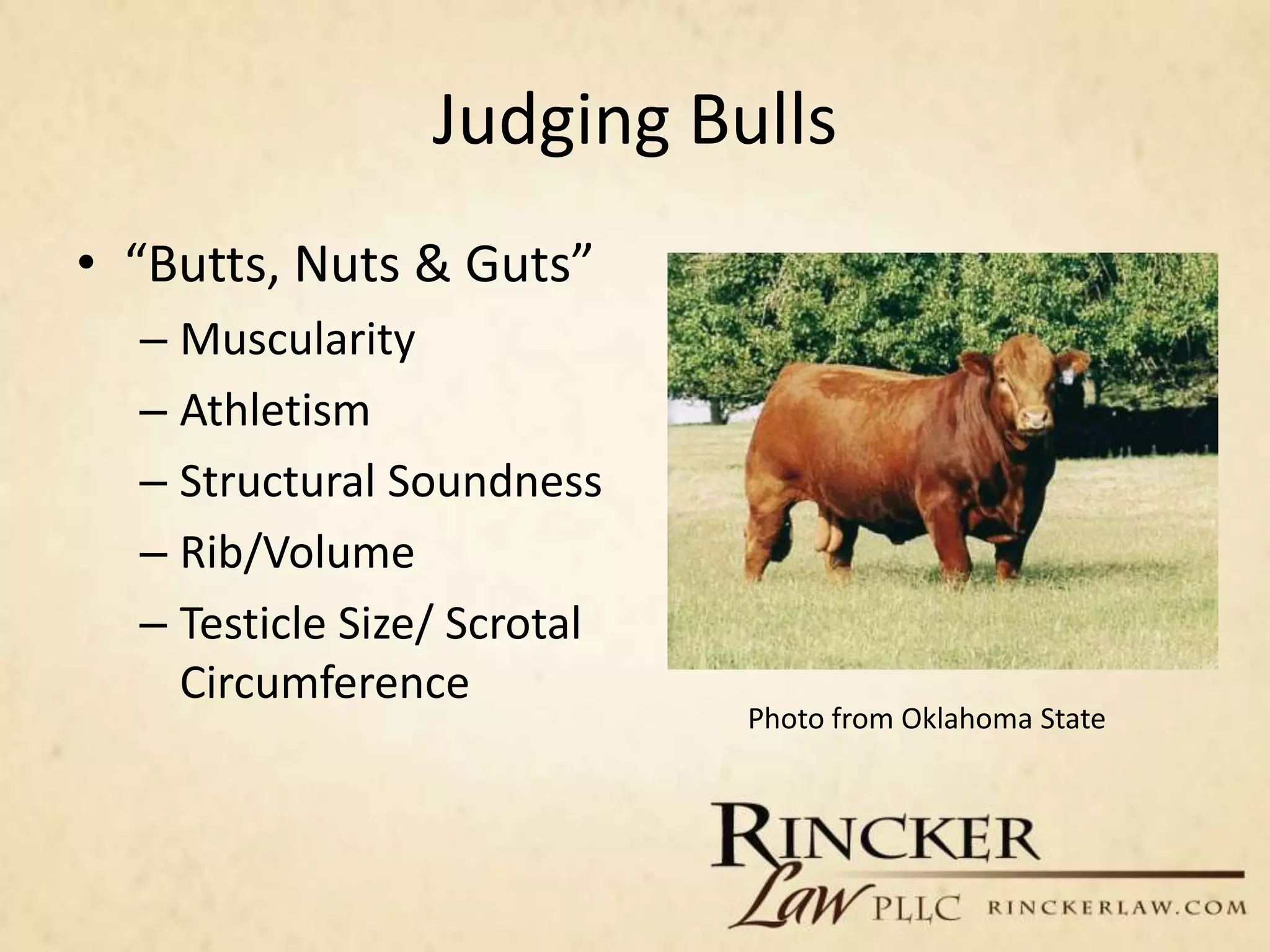 Overview of Livestock Judging | PPTX