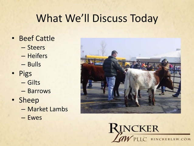 Overview of Livestock Judging | PPTX