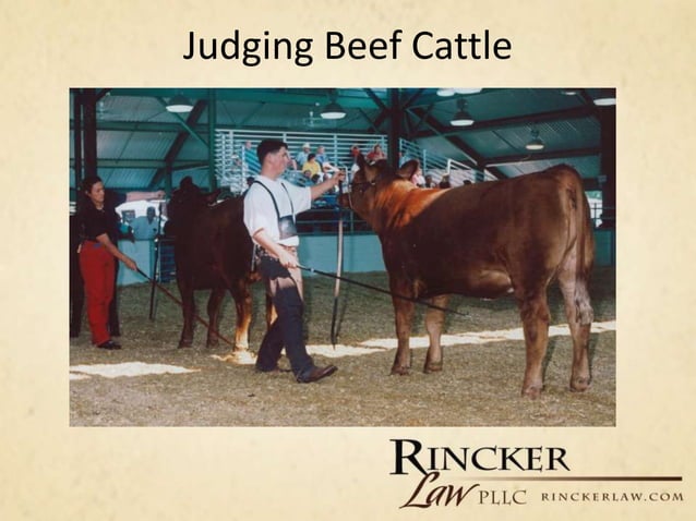 Overview of Livestock Judging | PPTX