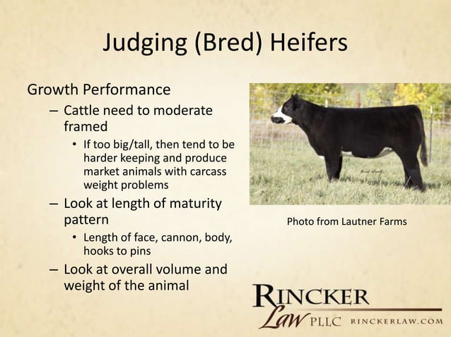 Overview of Livestock Judging | PPTX