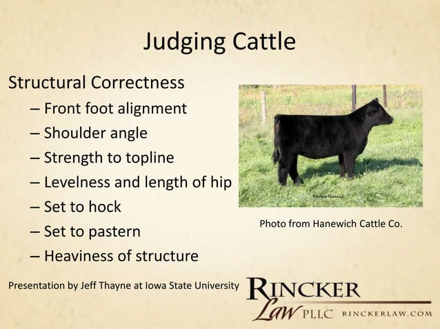 Overview of Livestock Judging | PPTX