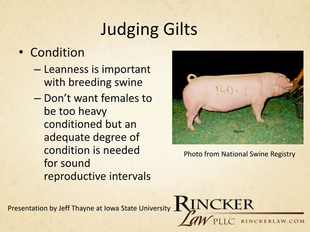 Overview of Livestock Judging | PPTX