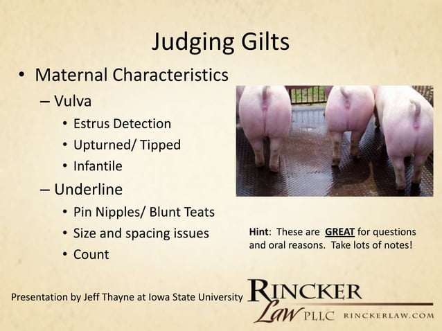 Overview of Livestock Judging | PPTX