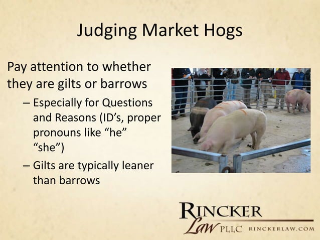 Overview of Livestock Judging | PPTX