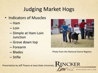 Overview of Livestock Judging | PPTX