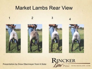 Overview of Livestock Judging | PPTX