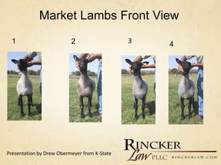 Overview of Livestock Judging | PPTX