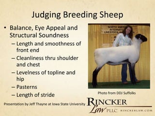 Overview of Livestock Judging | PPT
