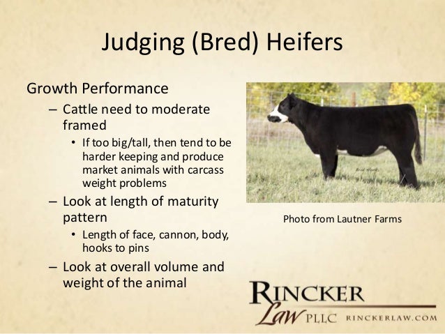 Sheep Judging Guide