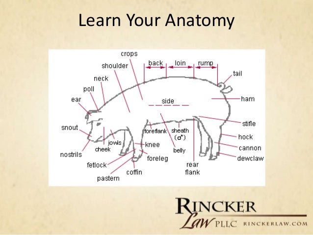 Overview of Livestock Judging