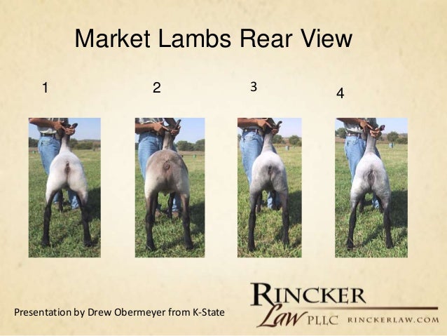Overview of Livestock Judging