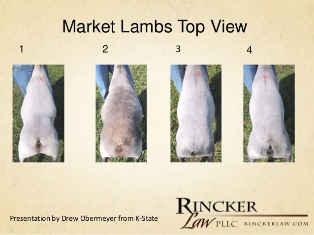 Overview of Livestock Judging